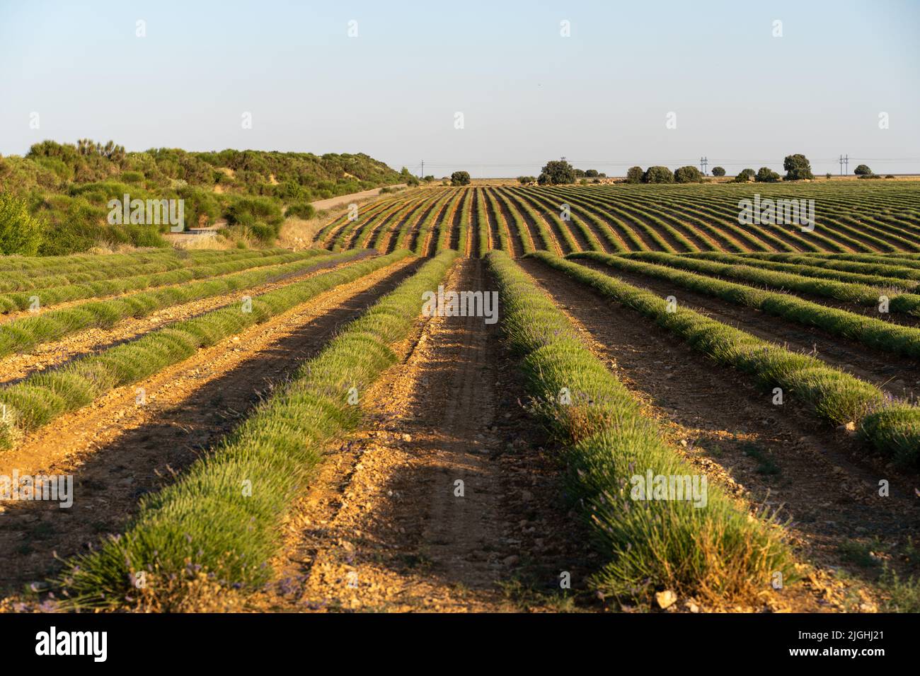 Lavender blossom in spain hi-res stock photography and images - Alamy
