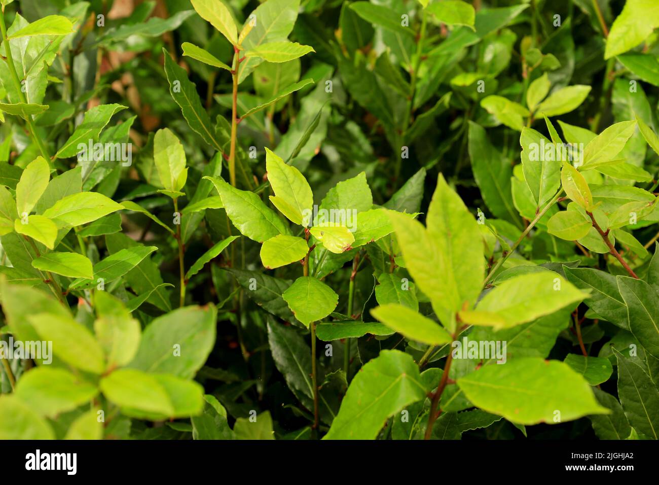 Laurus nobilis hedge hi-res stock photography and images - Alamy