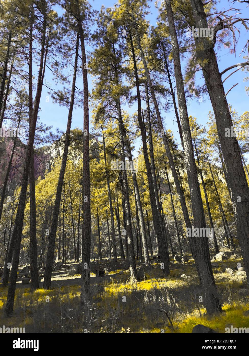A vertical shot of high trees in the forest under the blue sky Stock ...