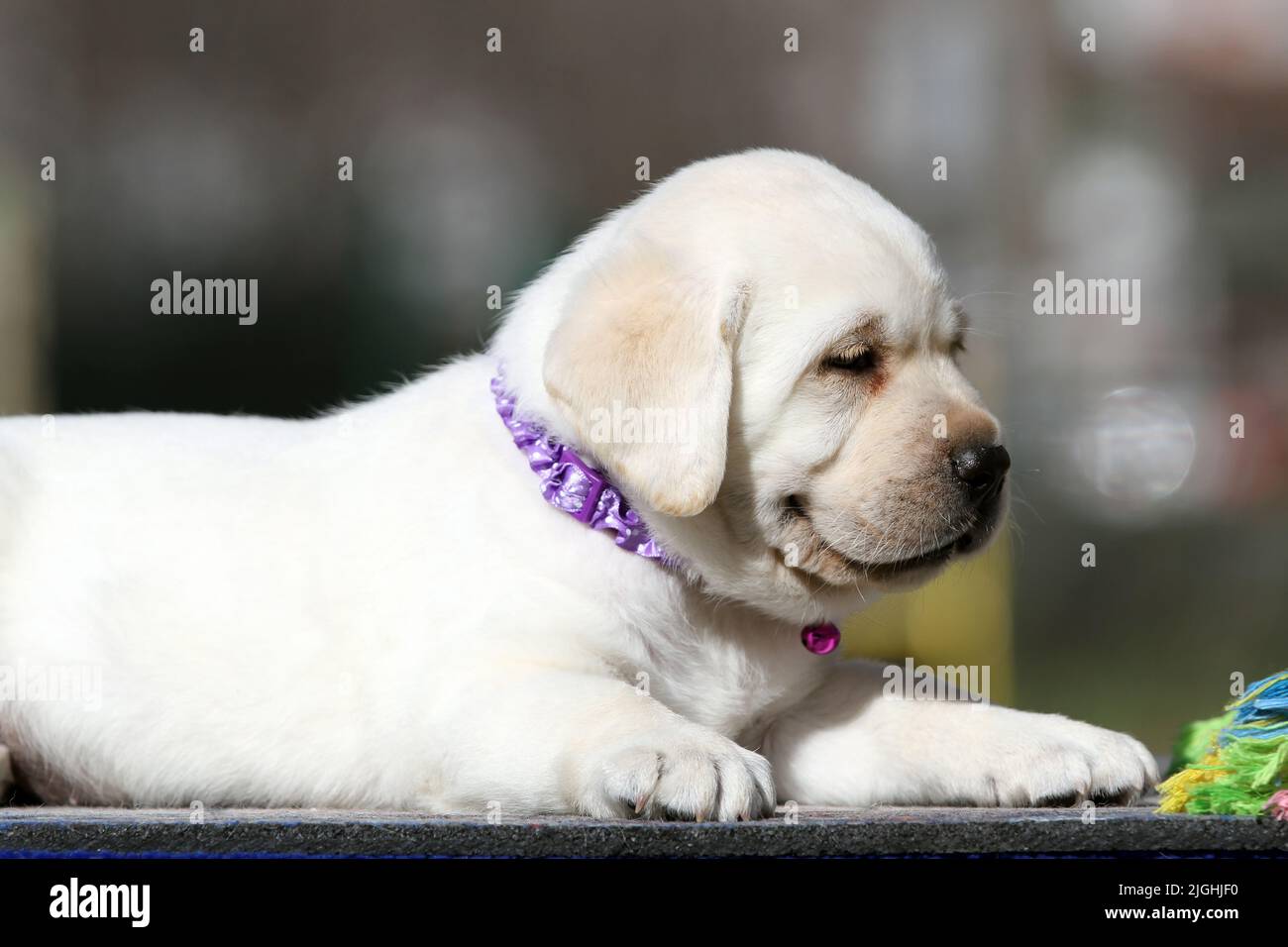the nice yellow labrador puppy in summer close up portrait Stock Photo ...