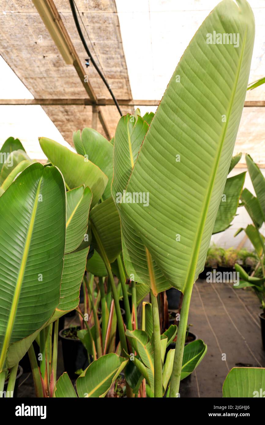 Bird of Paradise, Strelitzia Nicolai plants in the garden Stock Photo ...