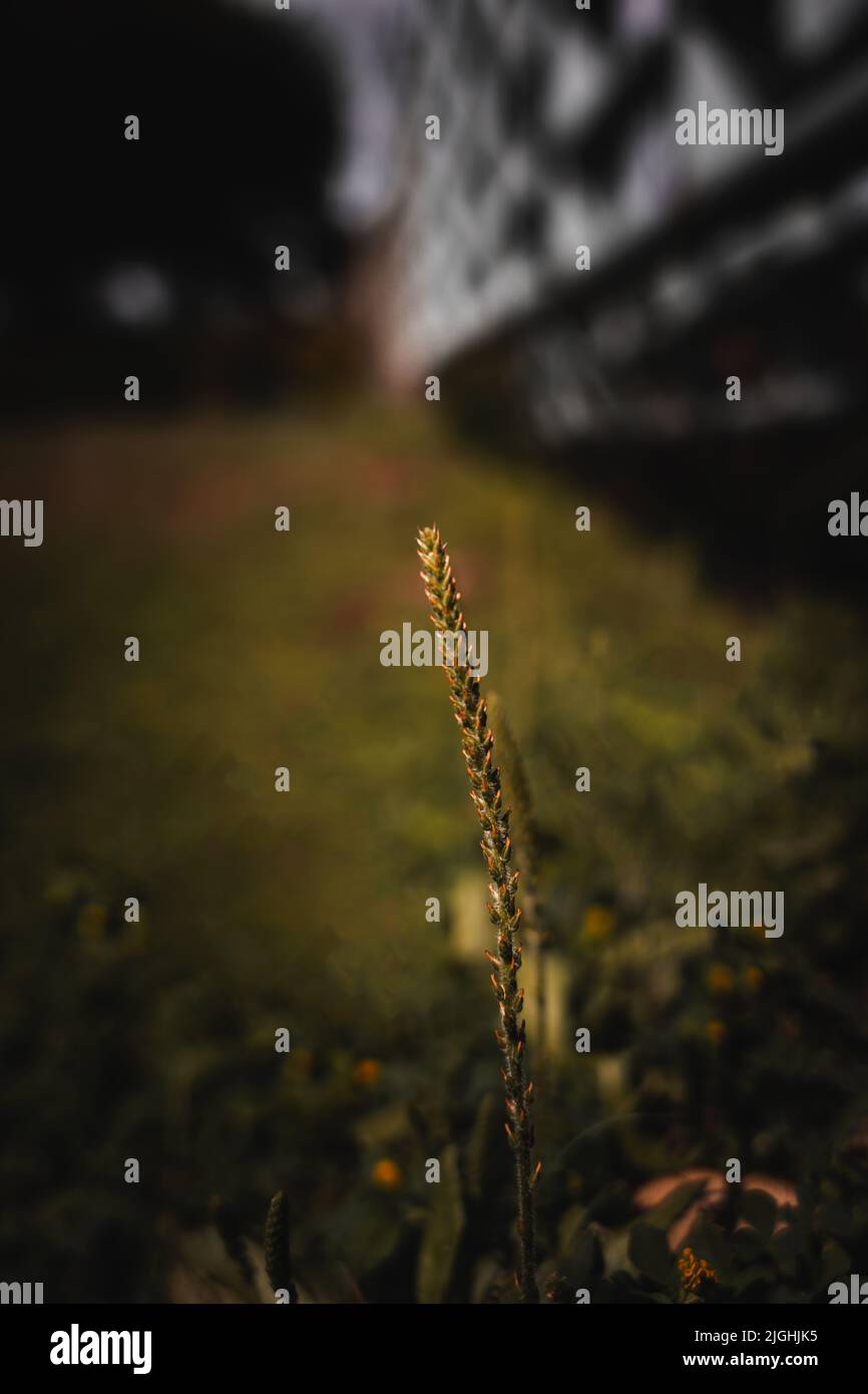A vertical shallow focus shot of a beautiful plant in a green field ...
