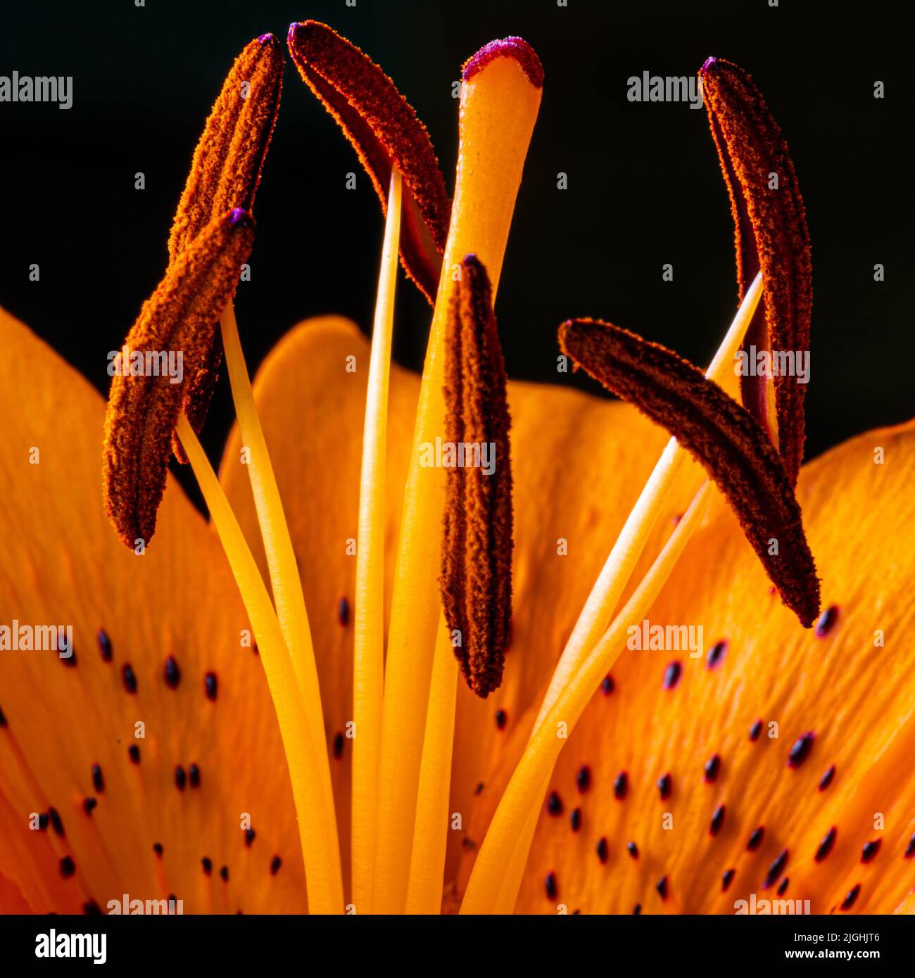 The macro of a Tiger lily flower plant seeds - close-up Lilium ...