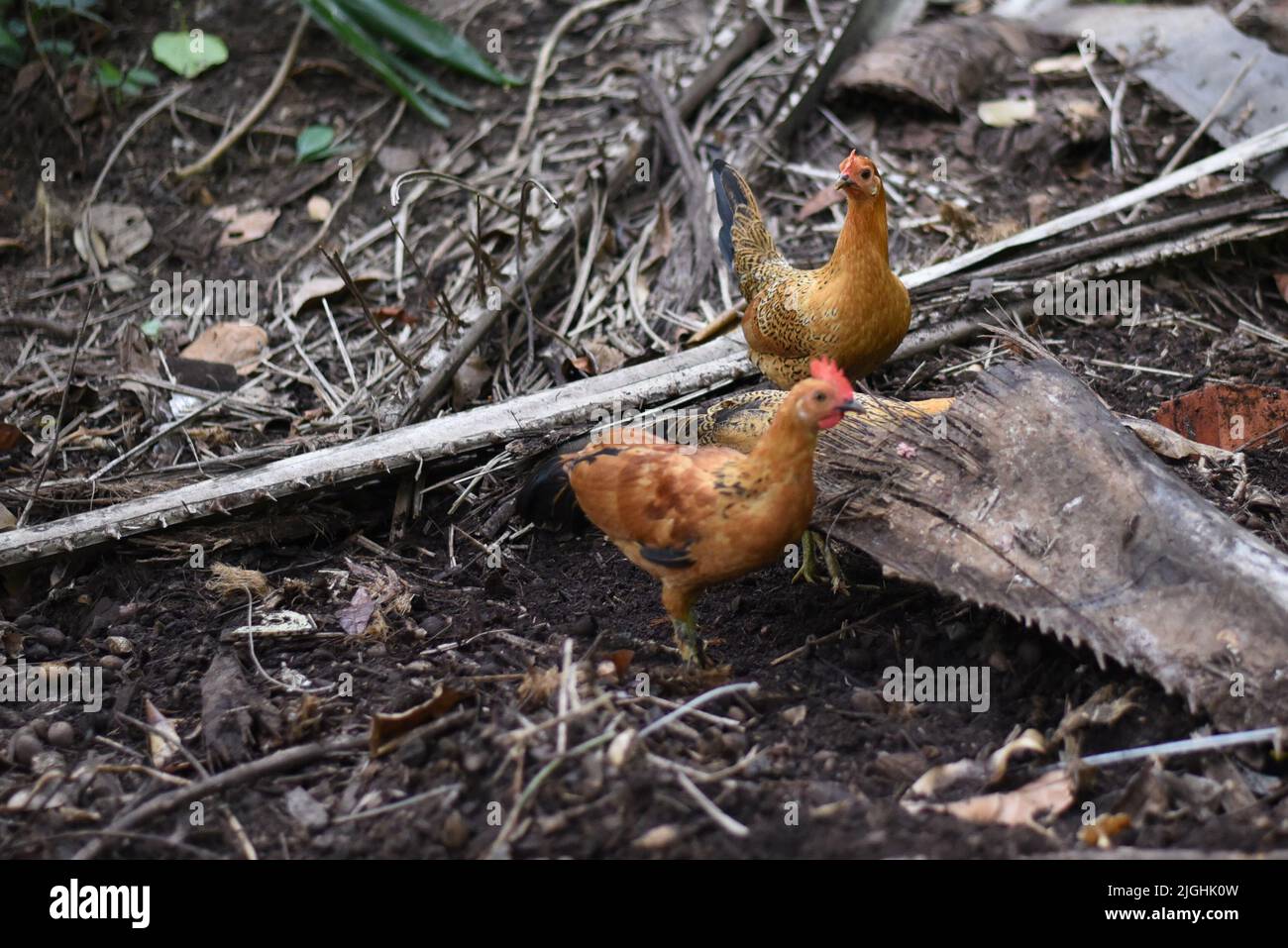 Walking chickens hi-res stock photography and images - Alamy