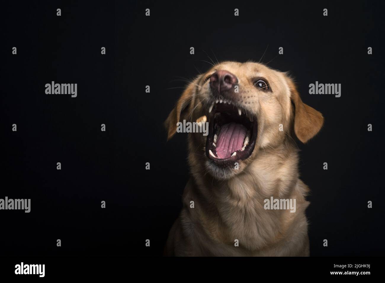 Studio photograph of a yellow Labrador retriever dog trying to catch ...