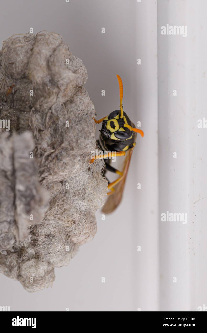 A wasp is building a paper nest at urban place within a window frame ...