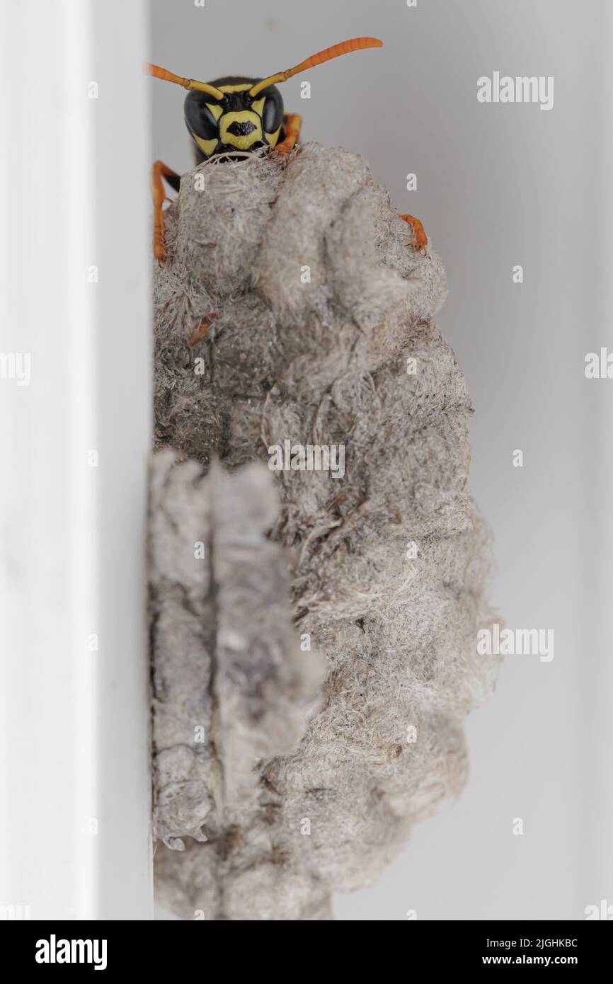 A wasp is building a paper nest at urban place within a window frame ...