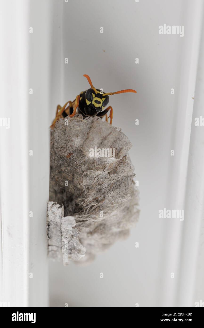 A wasp is building a paper nest at urban place within a window frame ...