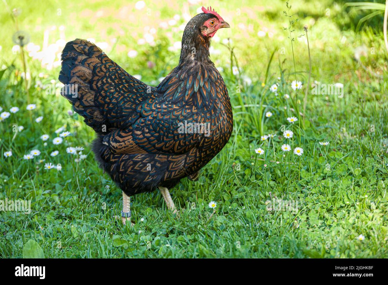 Colorful hen hi-res stock photography and images - Alamy