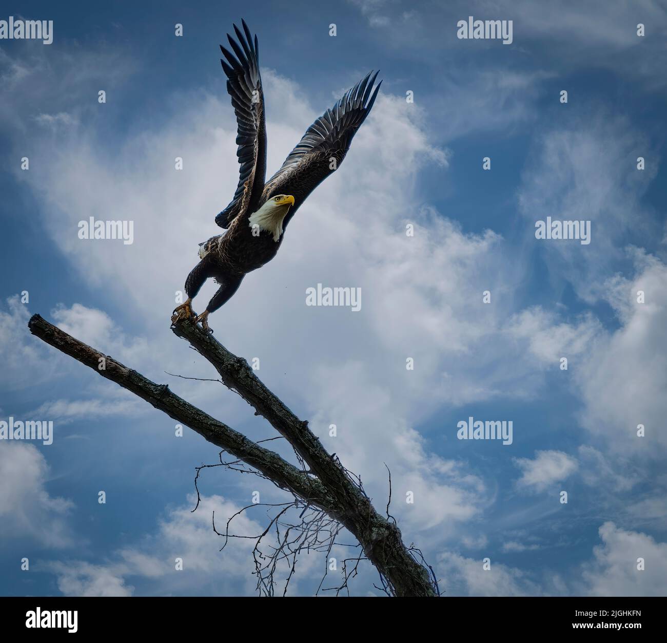 A low angle shot of a powerful bald eagle taking off from a branch ...