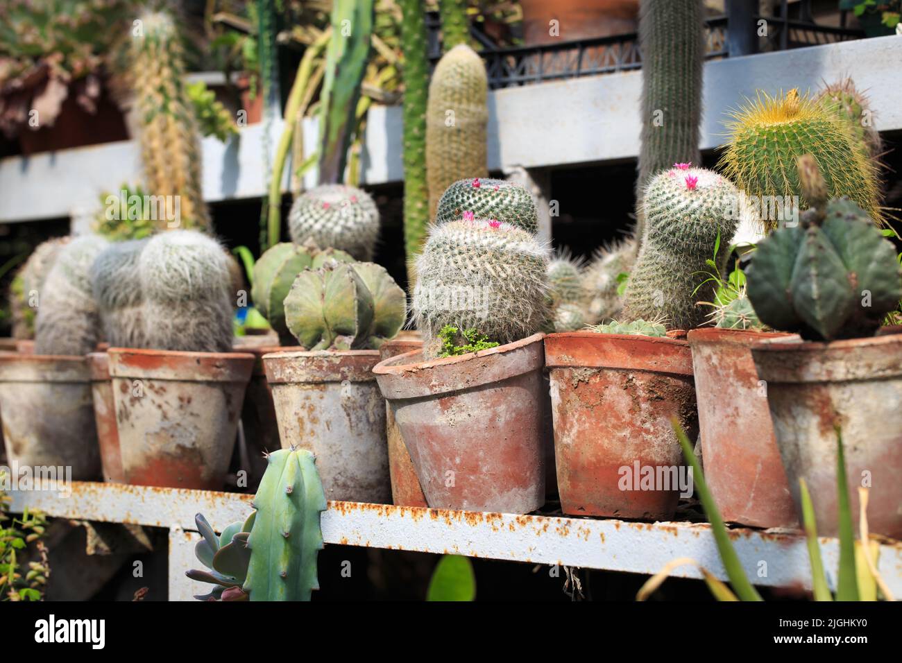 Collection of cacti in pots. Garden decoration. Various types of ...