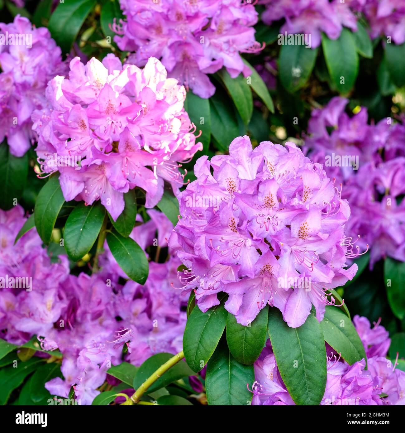 Rhododendron in my garden. A series of photos of rhododendron in garden ...
