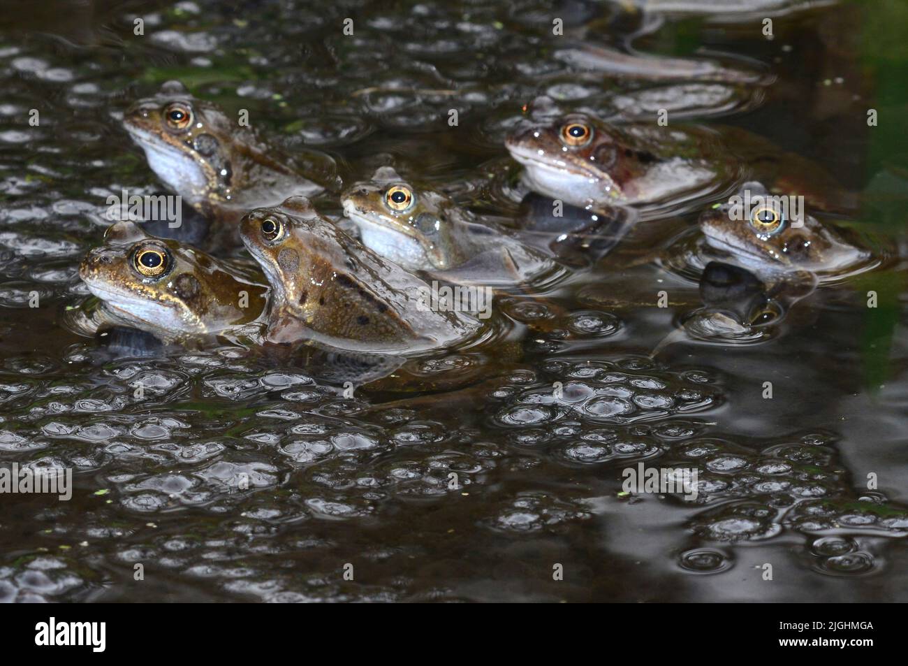 Common frog photograph hi-res stock photography and images - Alamy