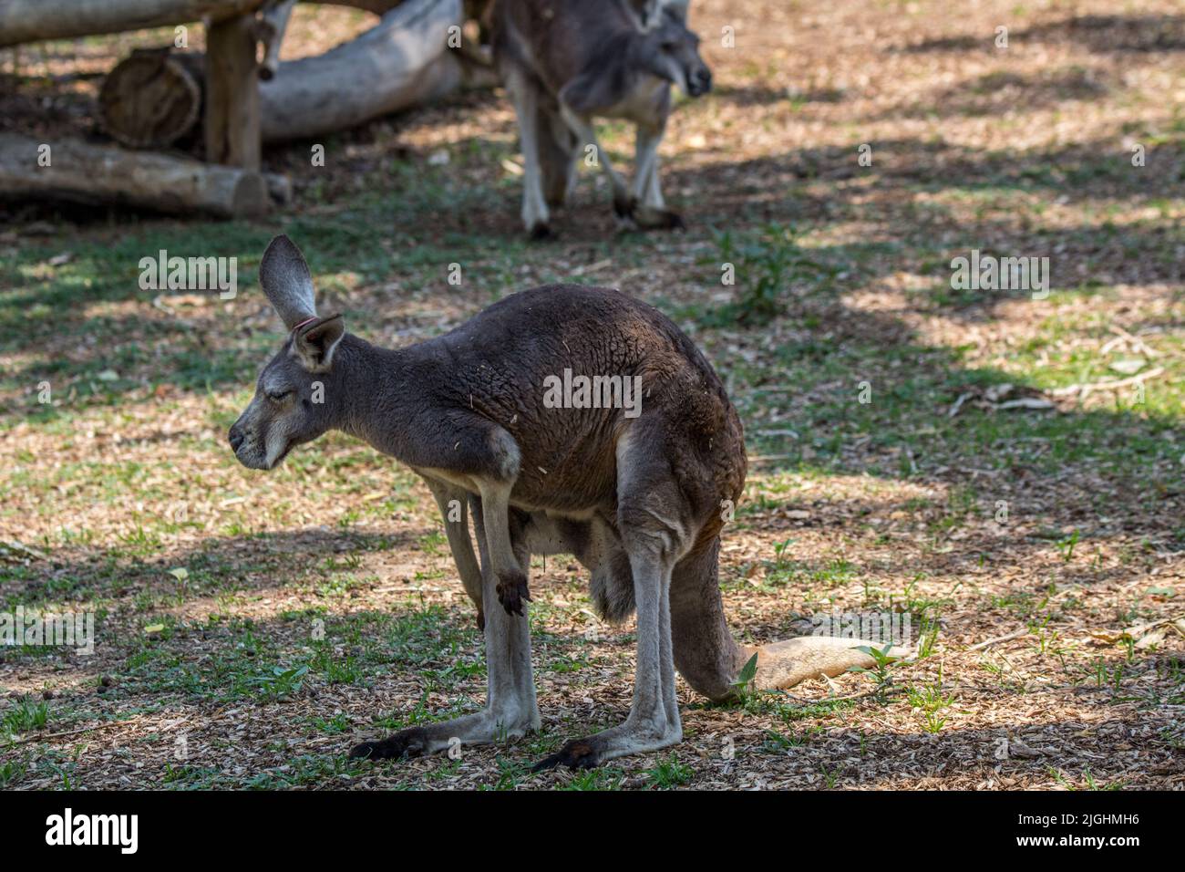 A close-up shot of a kangaroo on the ground in the zoo Stock Photo - Alamy
