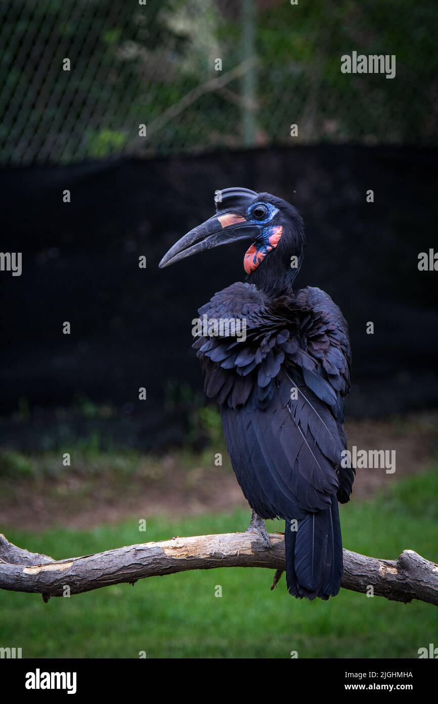 A vertical shot of a bucorvus abyssinicus on a tree branch Stock Photo ...