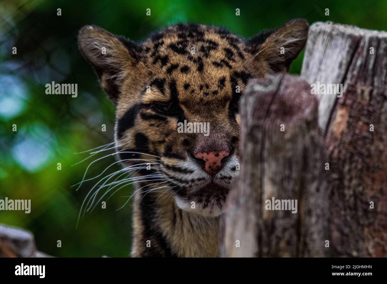 Leopard hiding behind hi-res stock photography and images - Alamy