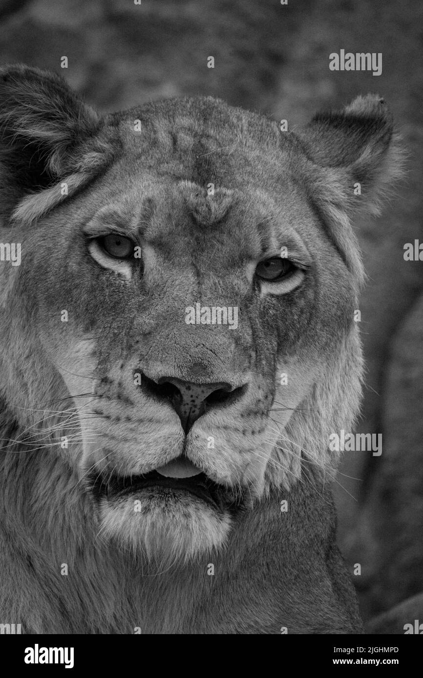 A vertical grayscale shot of a lion's head Stock Photo - Alamy