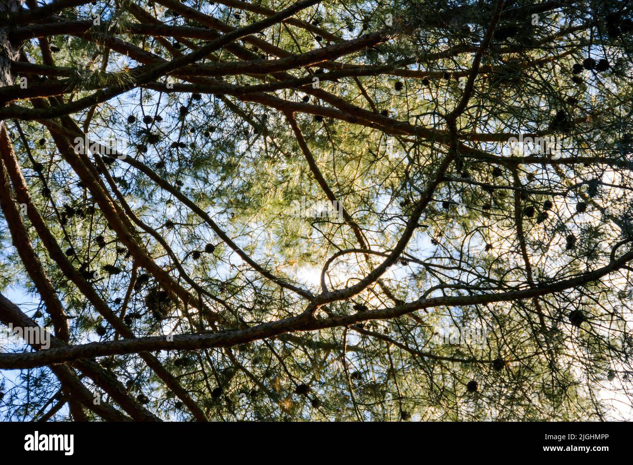 Multiple branches of pine tree view from below with multiple cones and ...