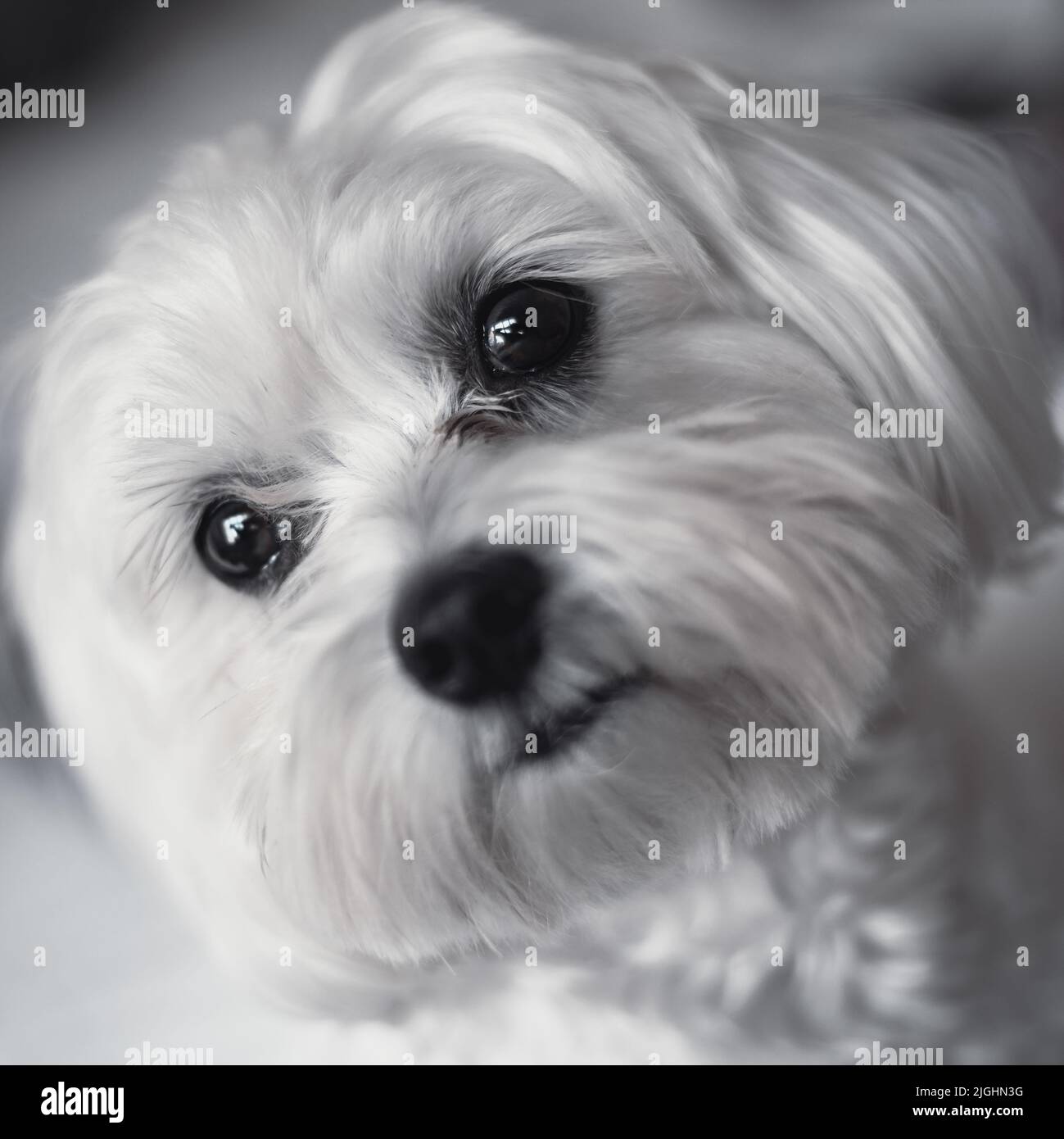 A grayscale closeup of an adorable Maltese dog Stock Photo - Alamy