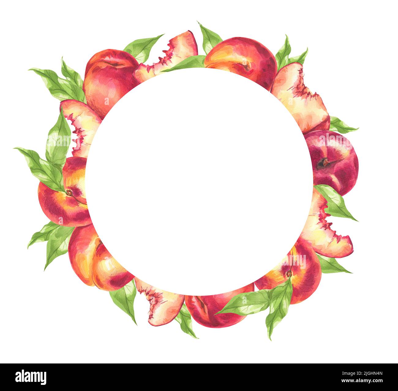 Peaches. Watercolor botanical illustration of fruit. frame of peaches ...