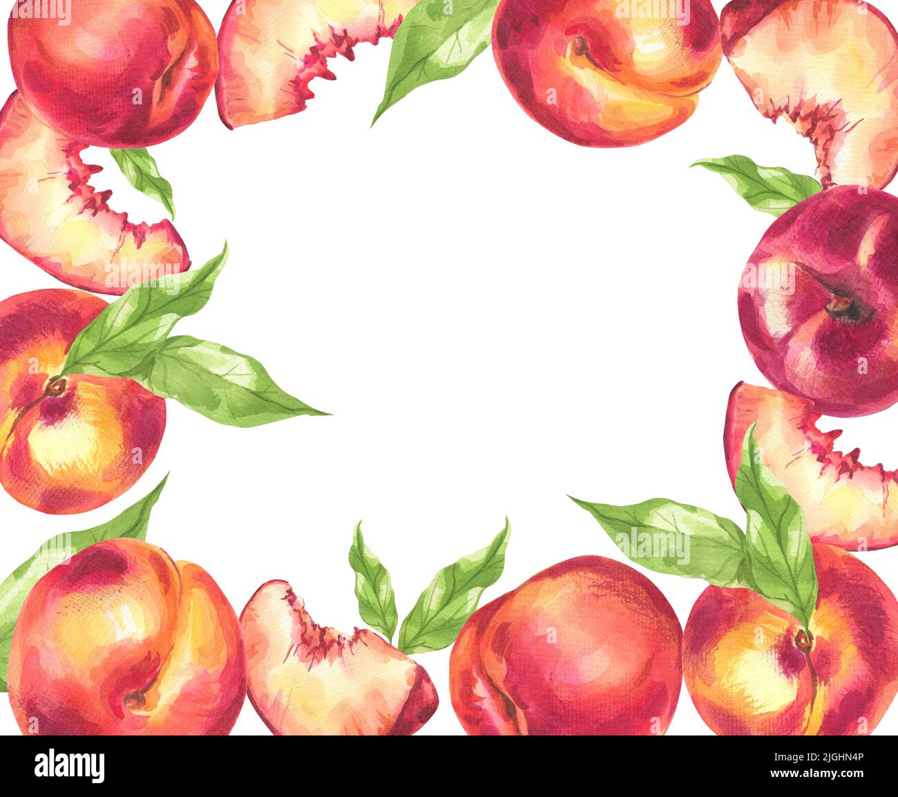 Peaches. Watercolor botanical illustration of fruit. frame of peaches ...