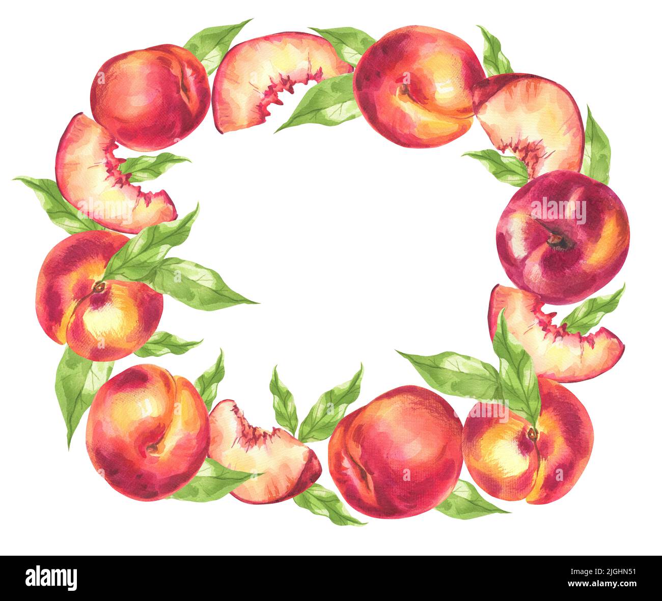 Peaches. Watercolor botanical illustration of fruit. frame of peaches ...
