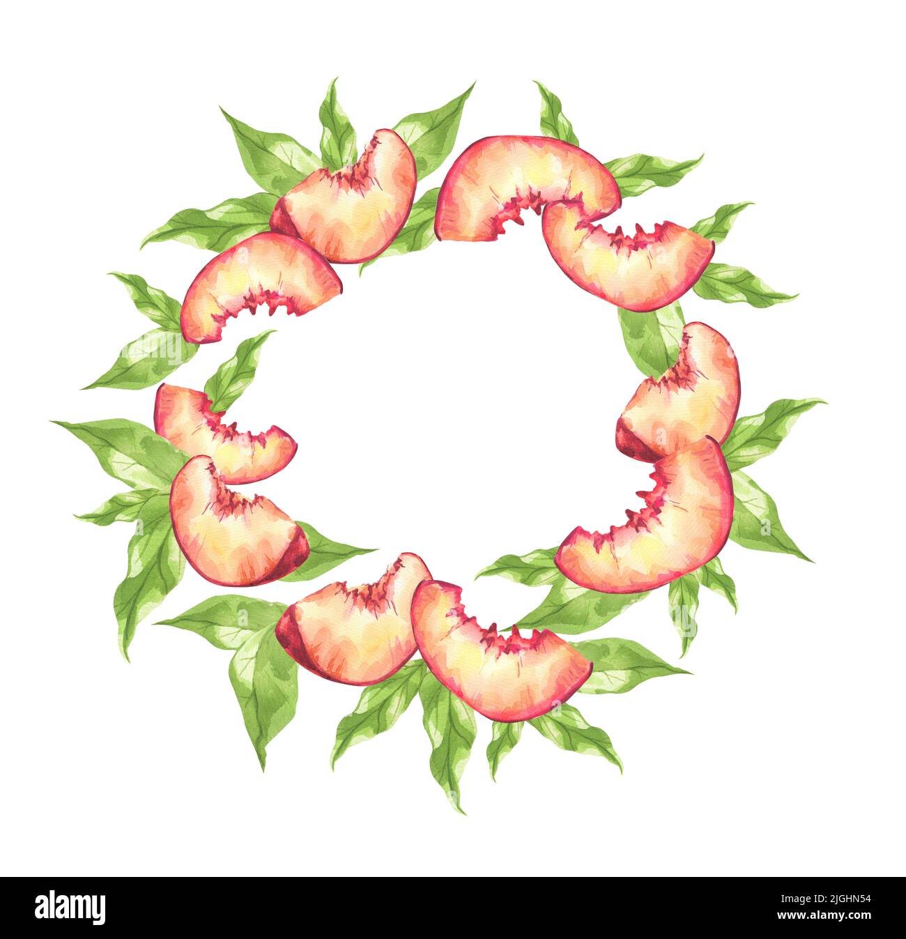 Peaches. Watercolor botanical illustration of fruit. frame of peaches ...