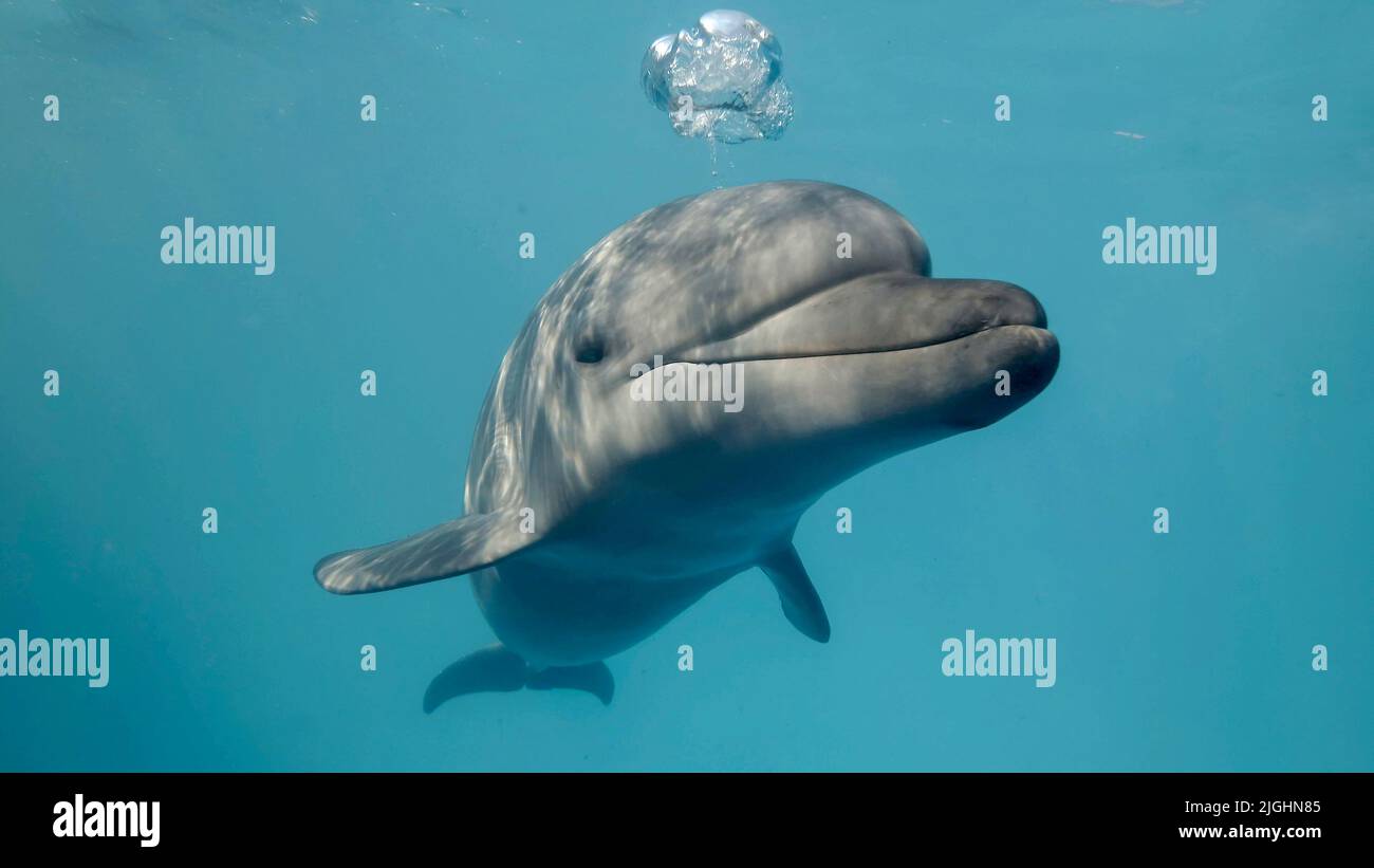 Dolphin blowing bubbles hi-res stock photography and images - Alamy