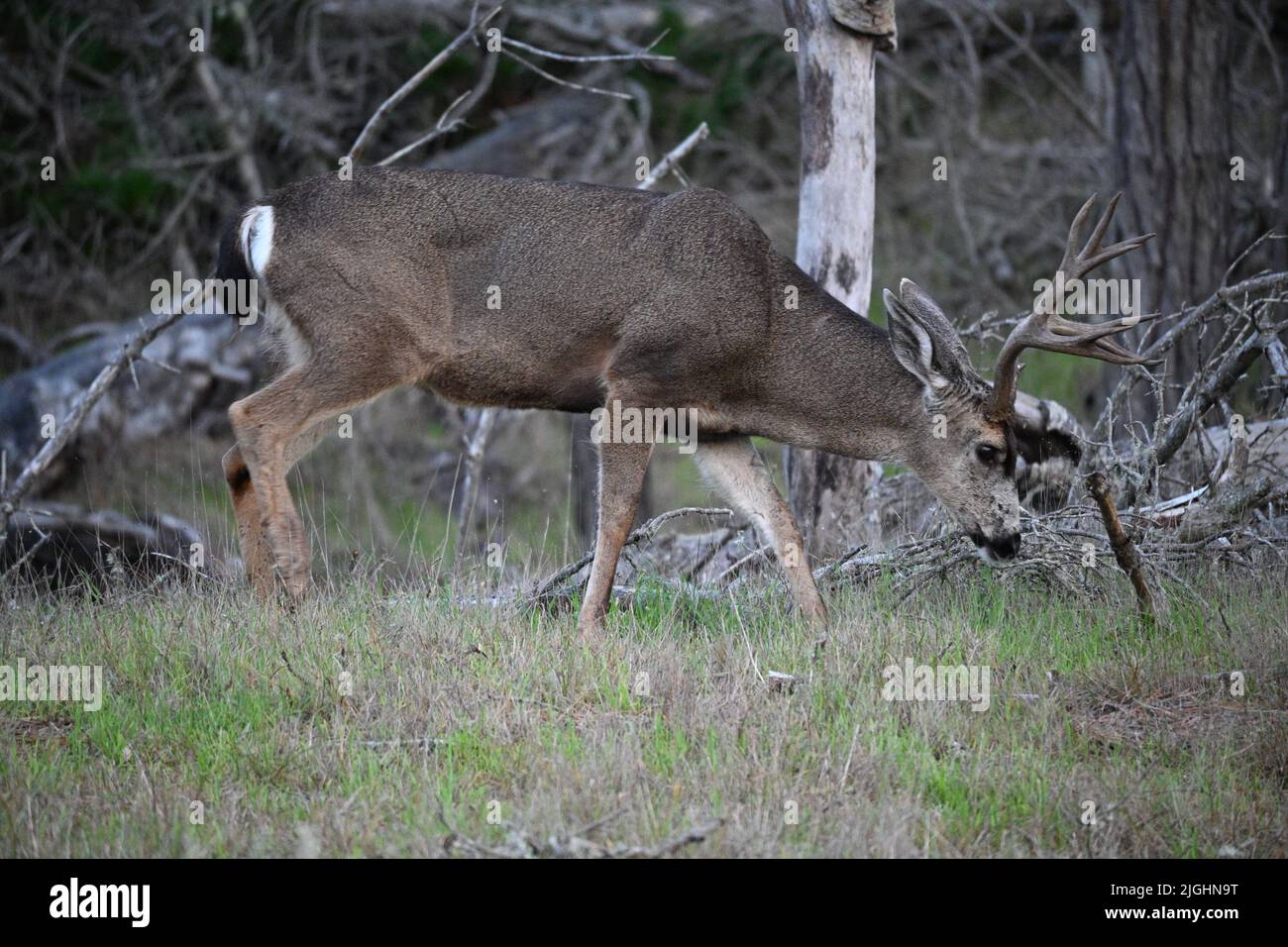 Black tailed deer eat hi-res stock photography and images - Alamy