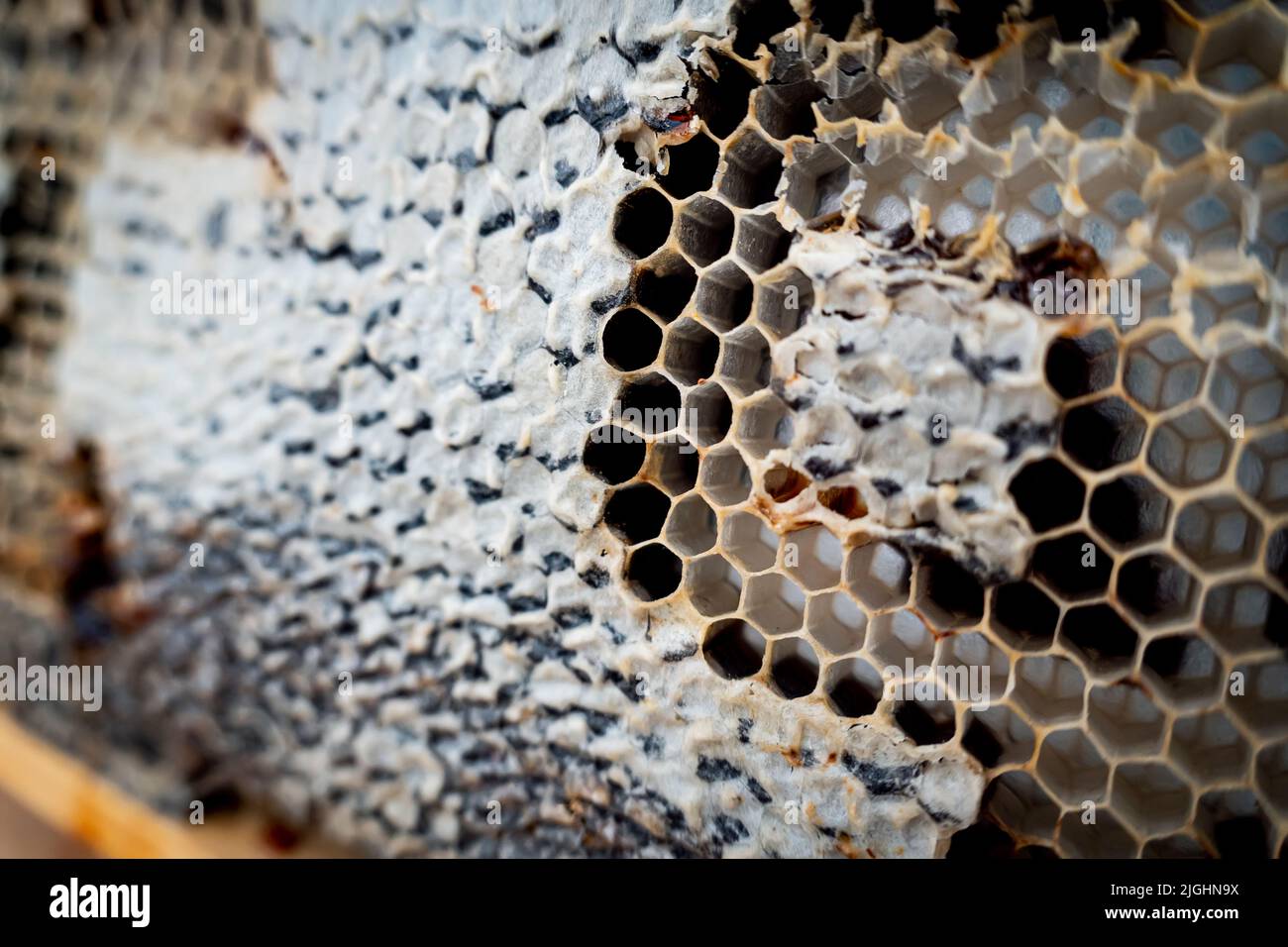 honeycomb with honey natural background Stock Photo - Alamy