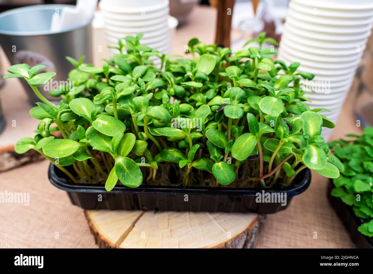 Growing microgreens in container at home. Gardener planting young ...