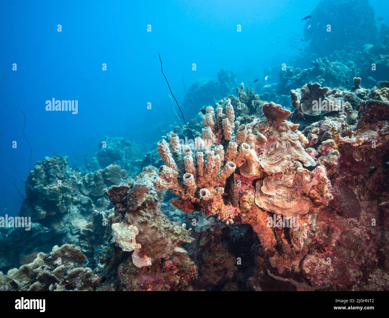Seascape with big sponge, various fish, and coral in the coral reef of ...