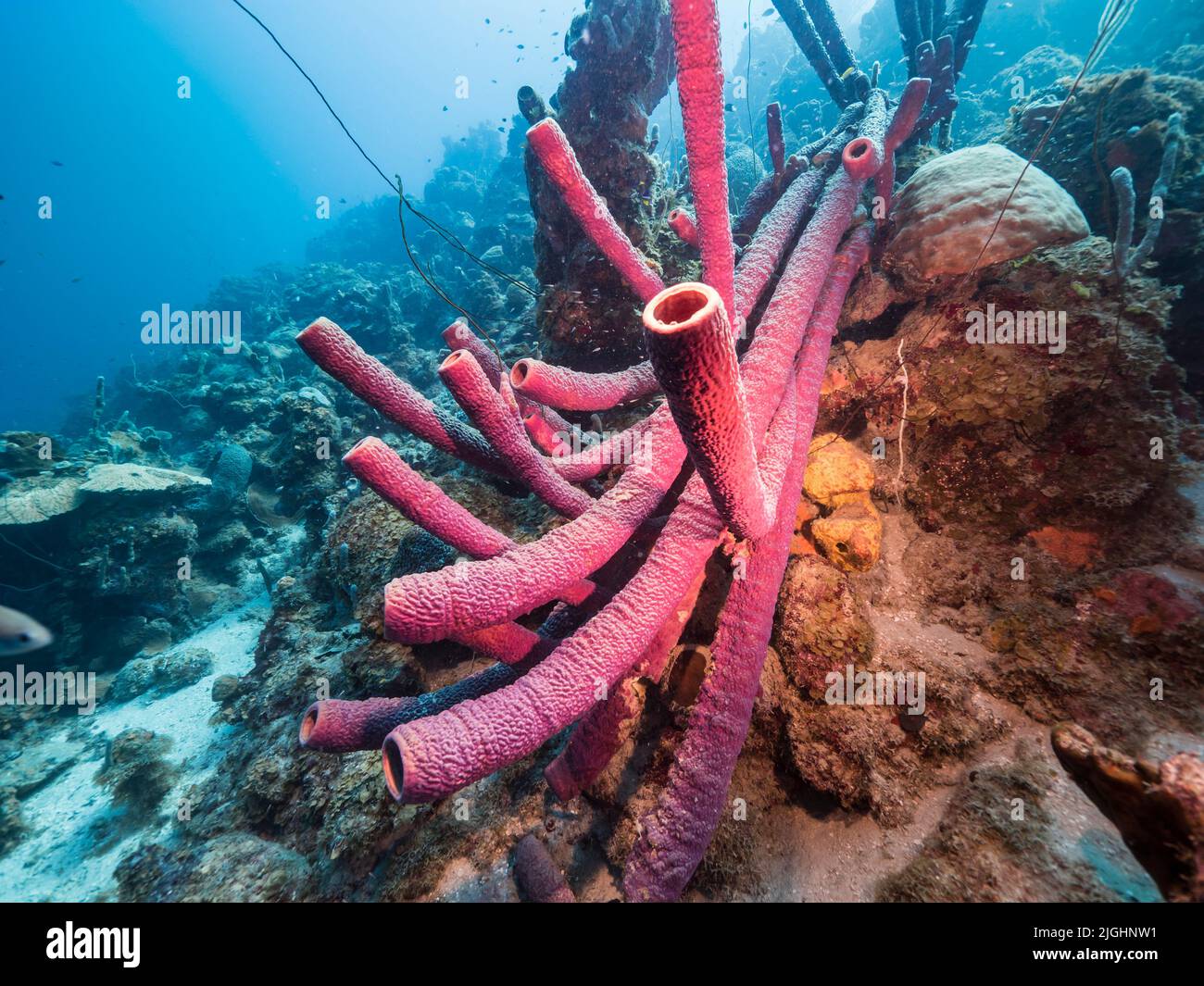 Seascape with Stove Pipe Sponge, various fish, and coral in the coral ...