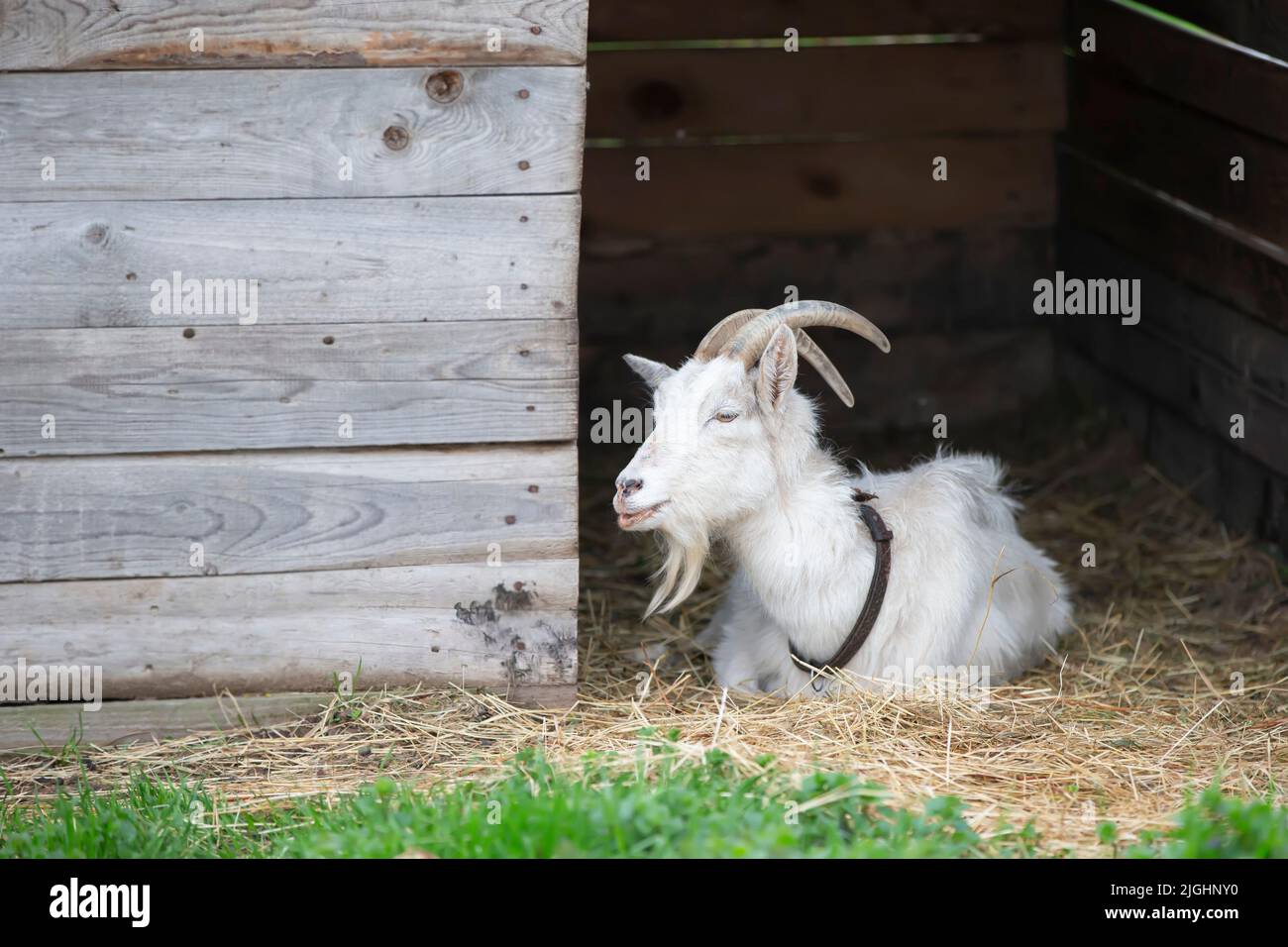 White goat sits in hi-res stock photography and images - Alamy