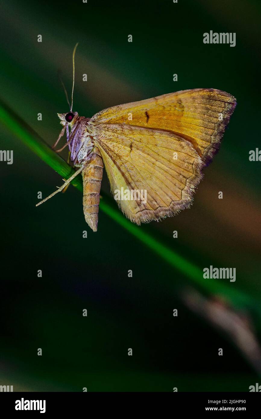 Camptogramma bilineata, the yellow shell, is a colorful moth in the ...