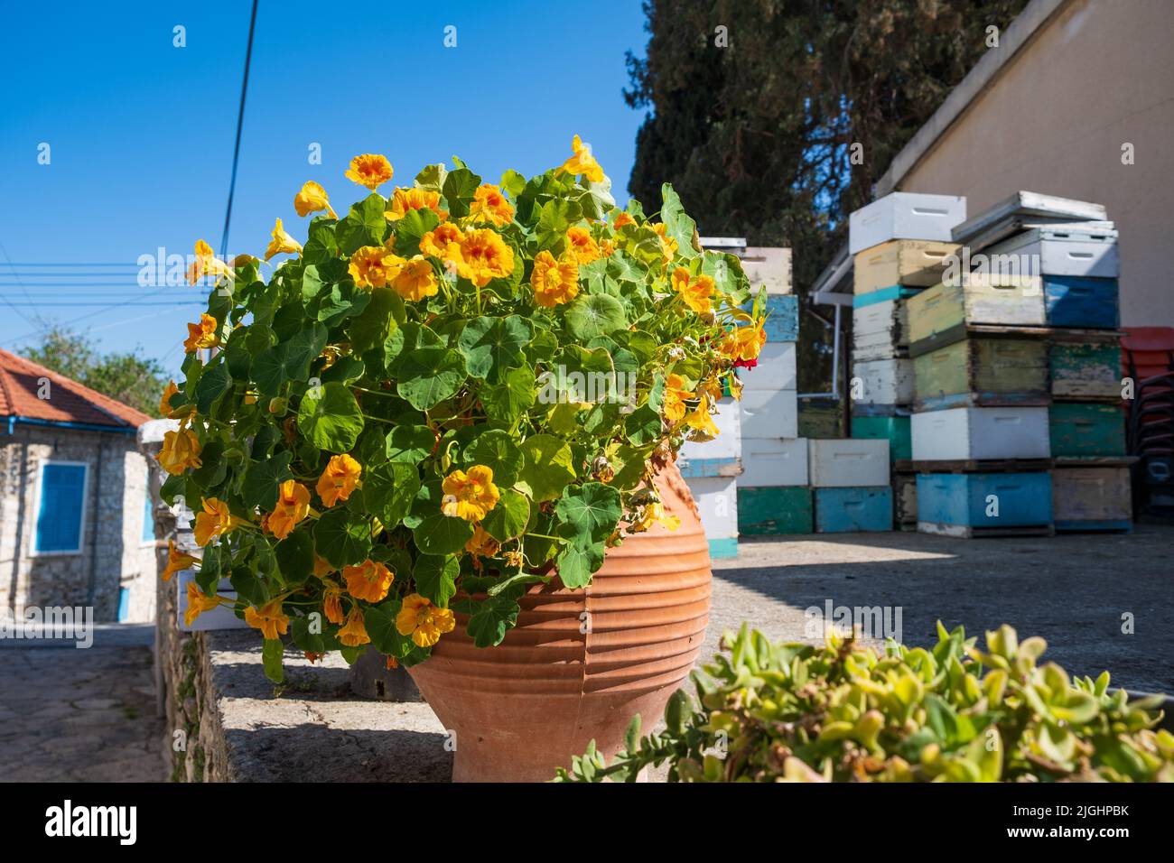 Beekeeping tourism hi-res stock photography and images - Alamy