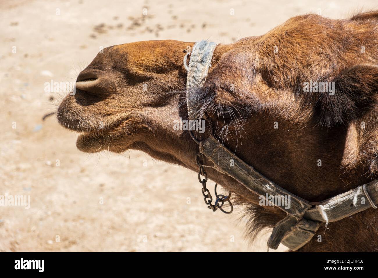 Bactrian camel camelus head snout hi-res stock photography and images ...