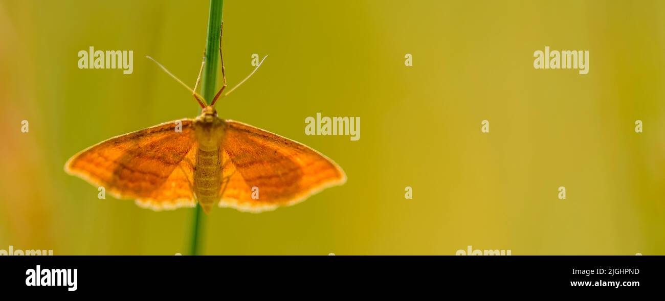 Idaea ochrata, the shining wave, is a moth in the family Geometridae ...