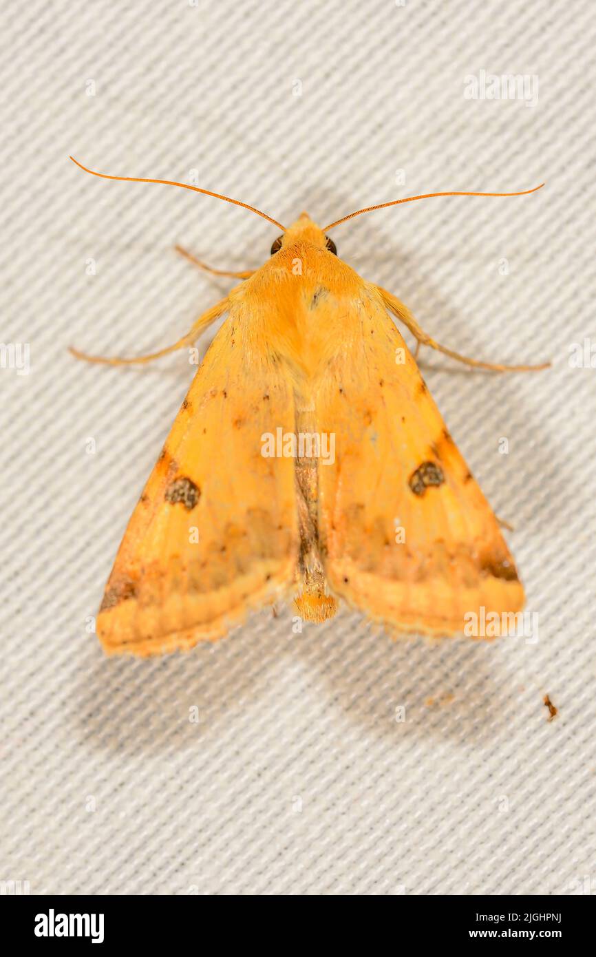 Heliothis peltigera, also known as bordered straw, is a species of moth ...