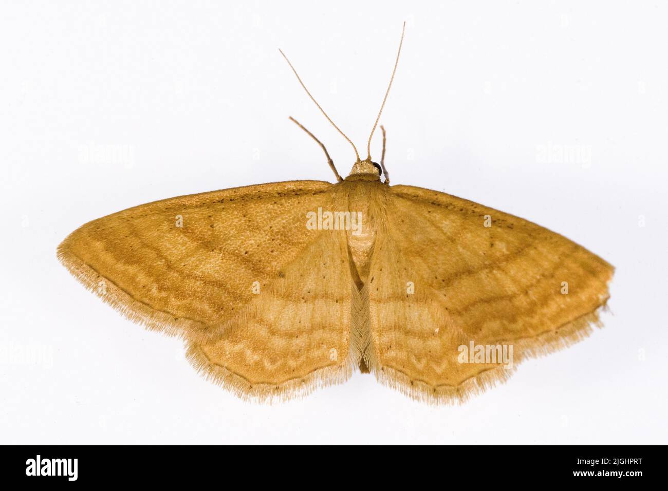 Idaea ochrata, the shining wave, is a moth in the family Geometridae ...