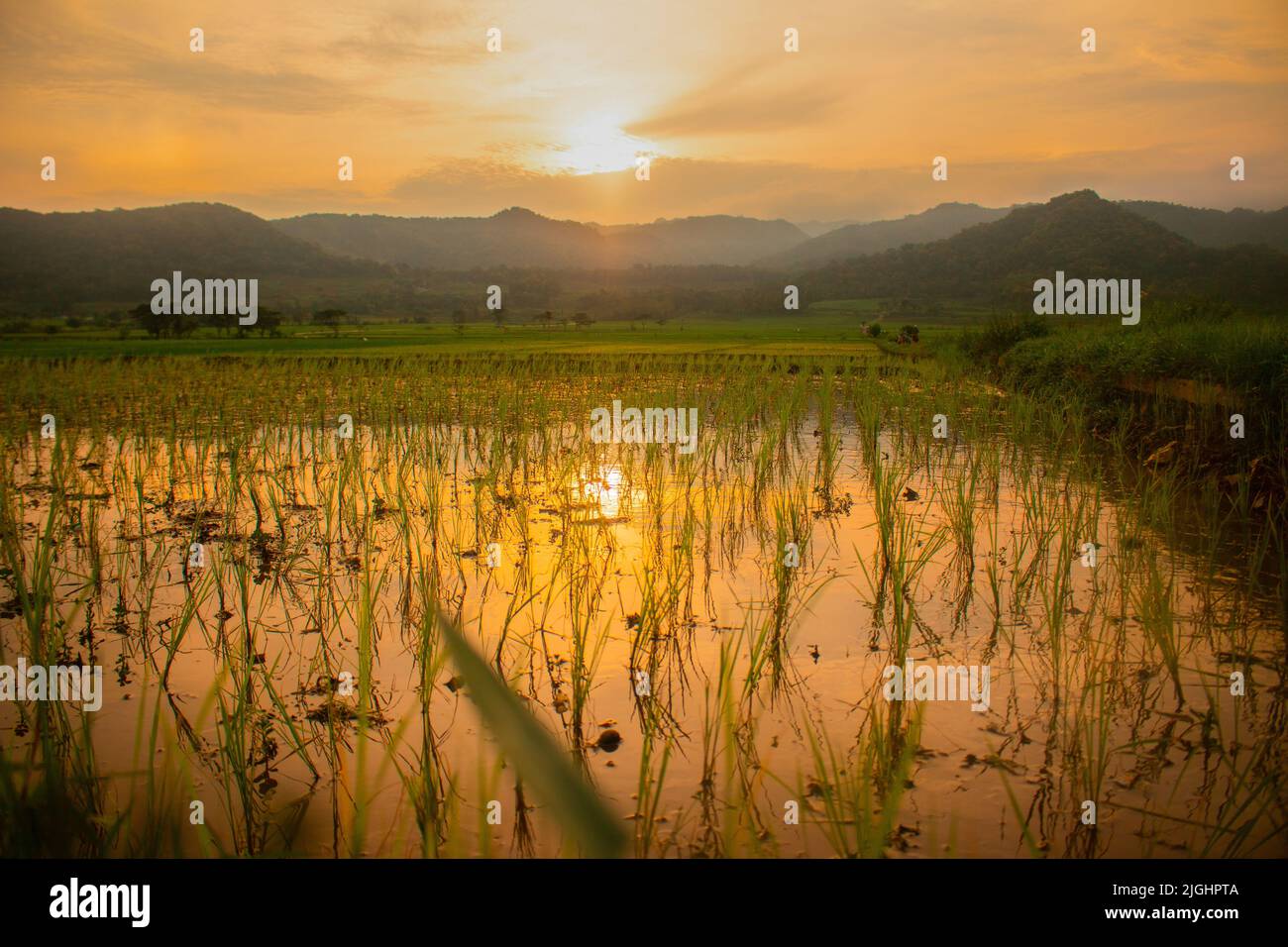 Fresh planted rice seedlings in reflecting water of a rice field in ...