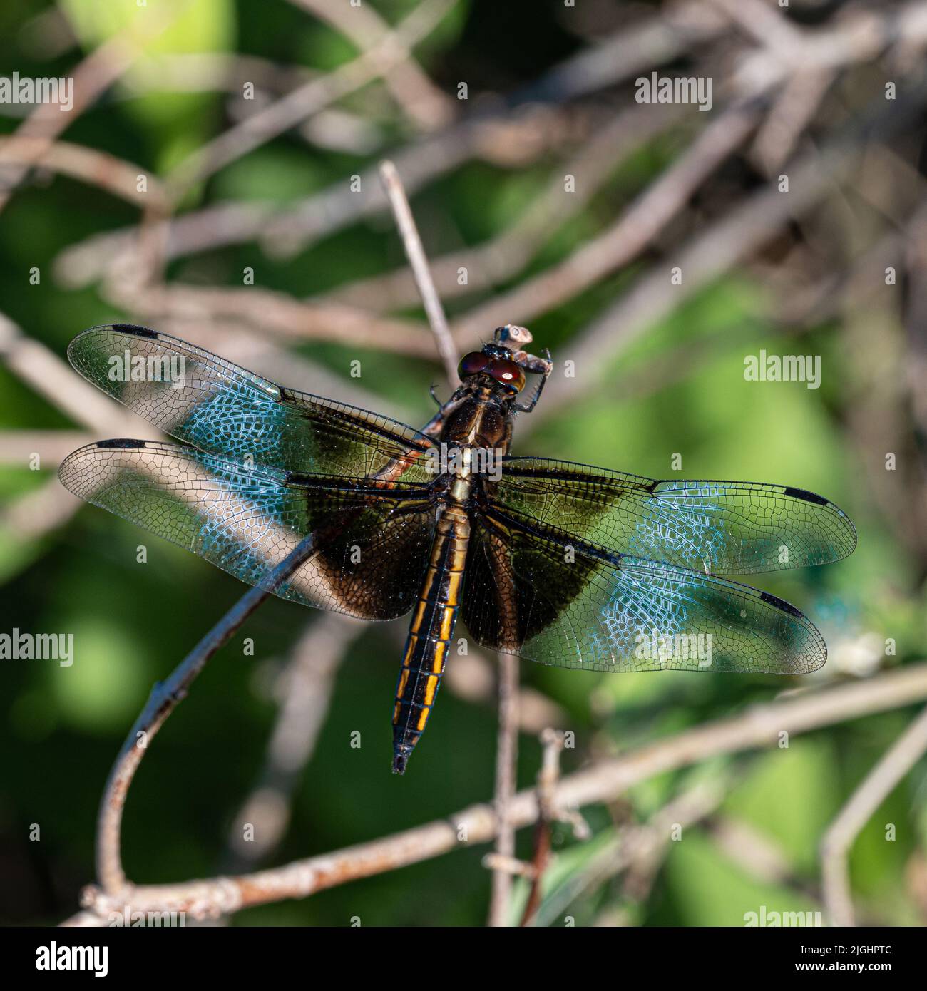 A close-up macro of Widow skimmer flying against the branches Stock ...
