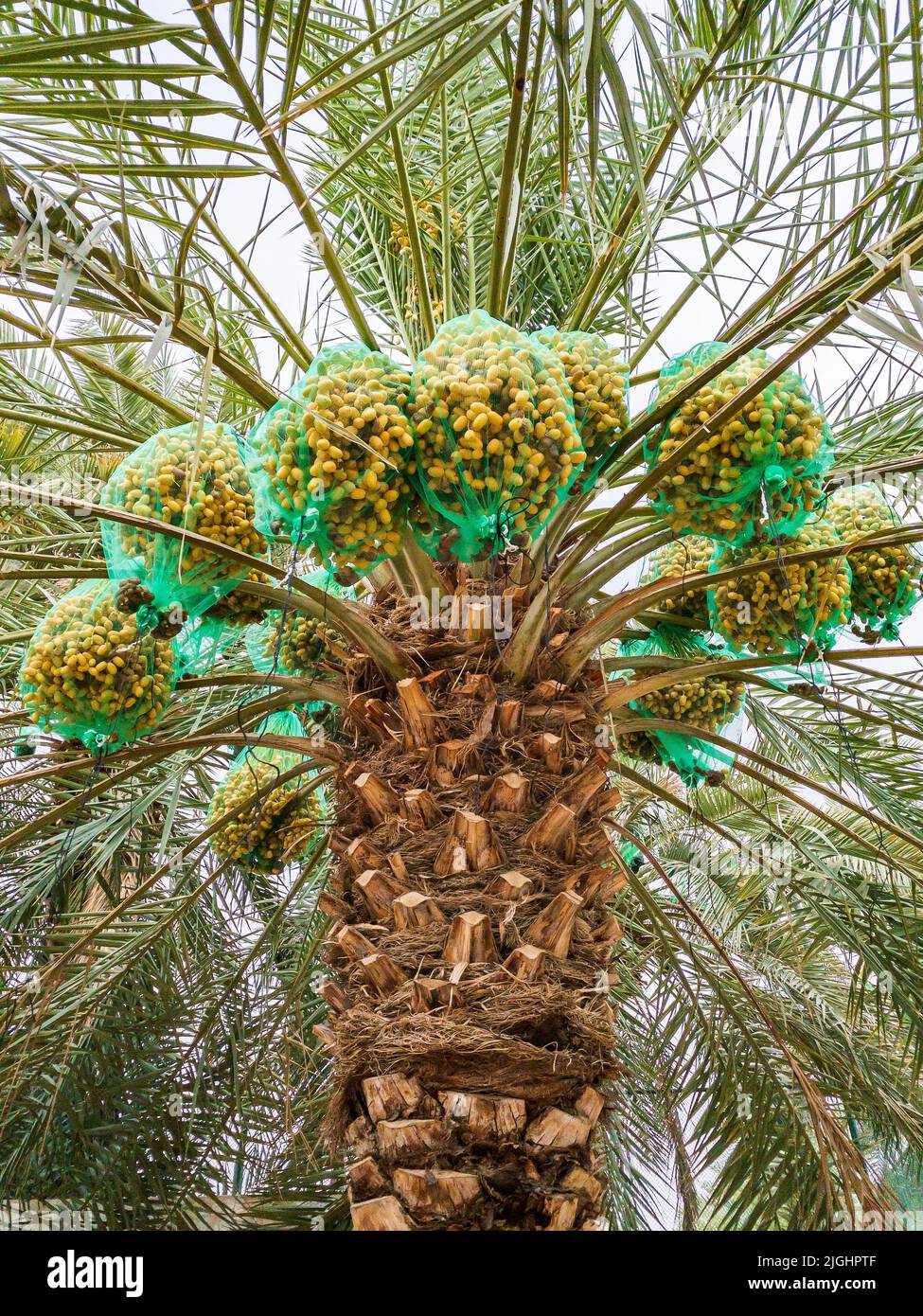 Dates ripening on Palm Tree in Al Ain, Abu Dhabi Stock Photo - Alamy
