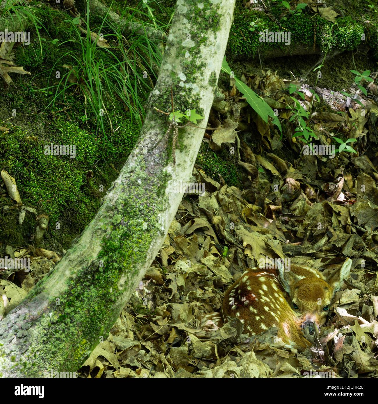 The view of a Leaf muntjac resting on the leaves by the algae covered ...