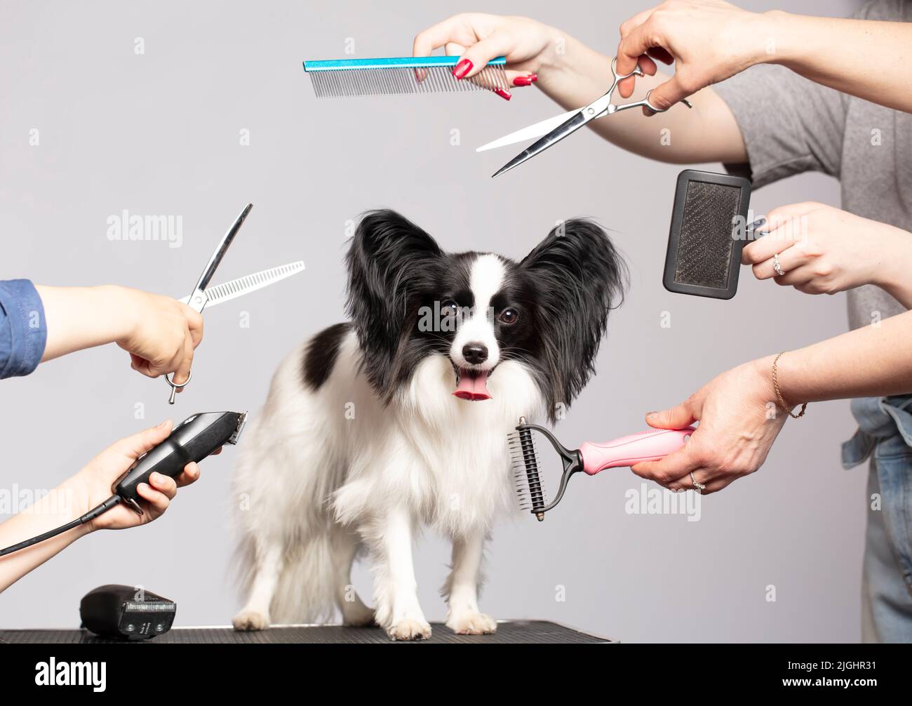 Professional dog care in a specialized salon. Groomers hold tools in ...