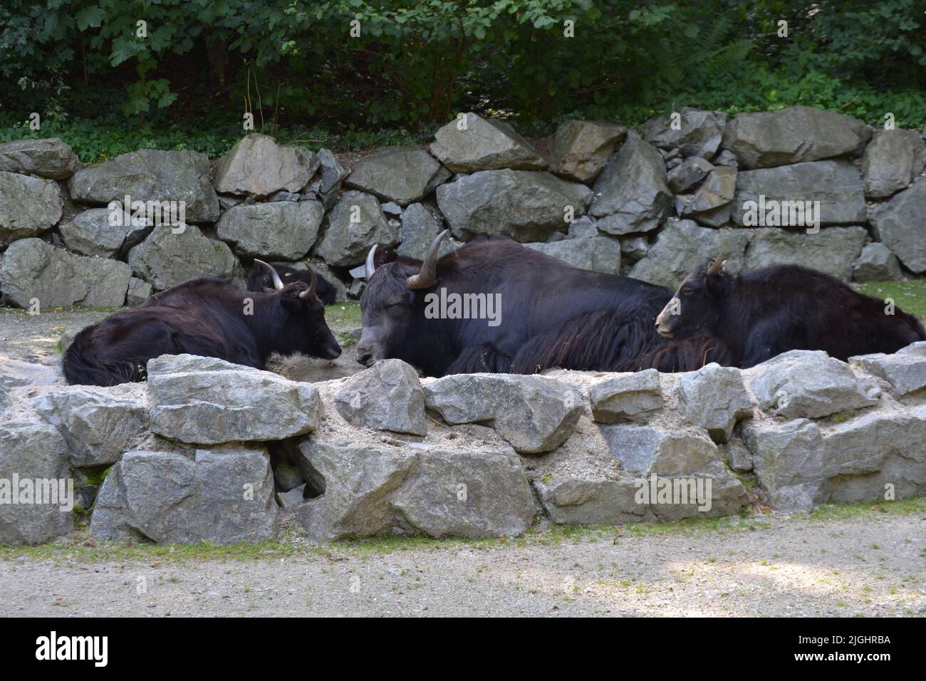 Black oxen hi-res stock photography and images - Alamy