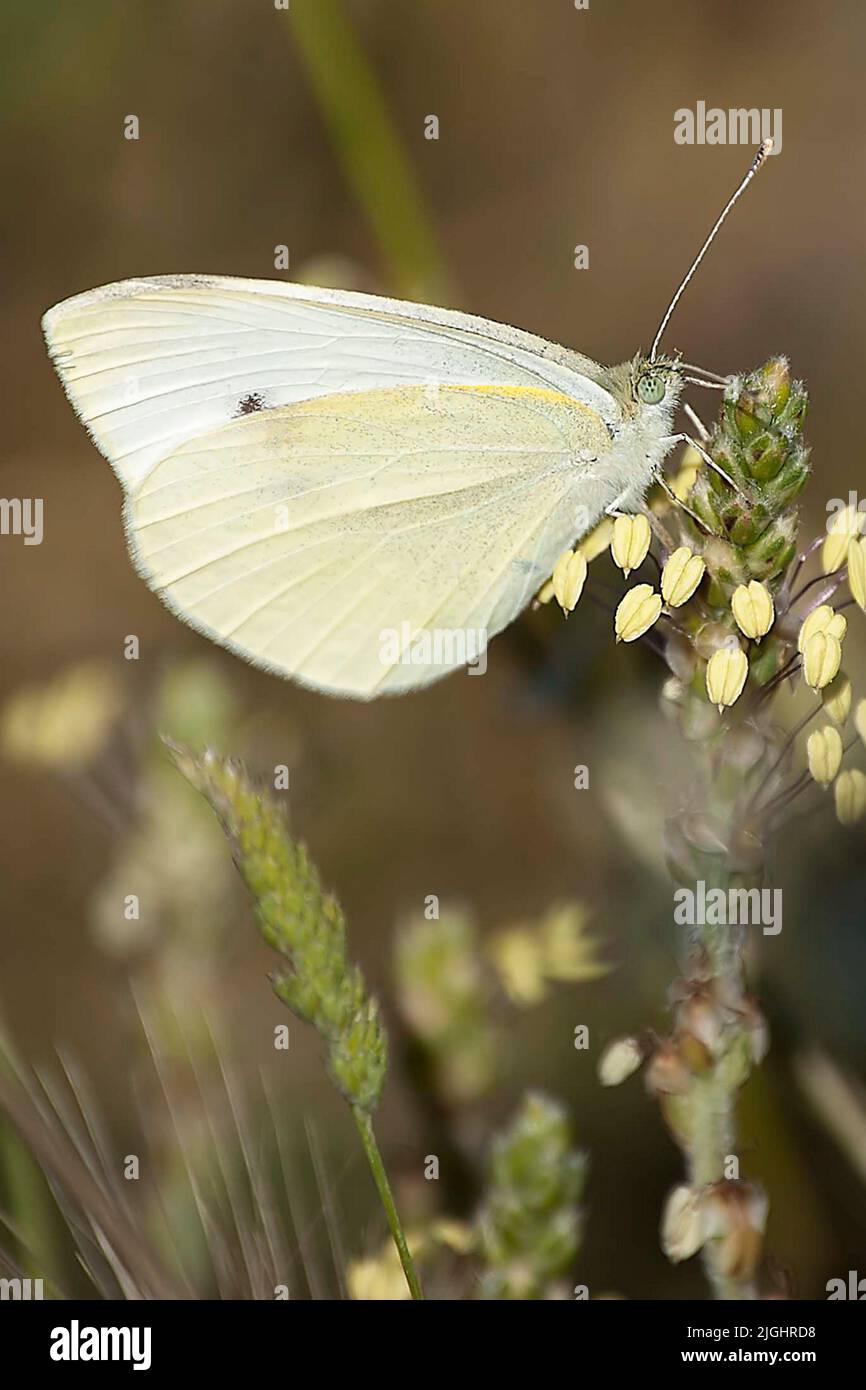 Wild cabbage mediterranean hi-res stock photography and images - Alamy