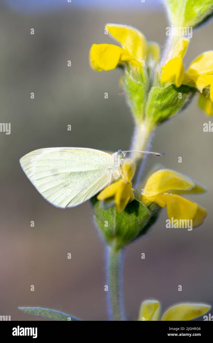 Pieris rapae or cabbage white, is a species of lepidopteran insect of ...