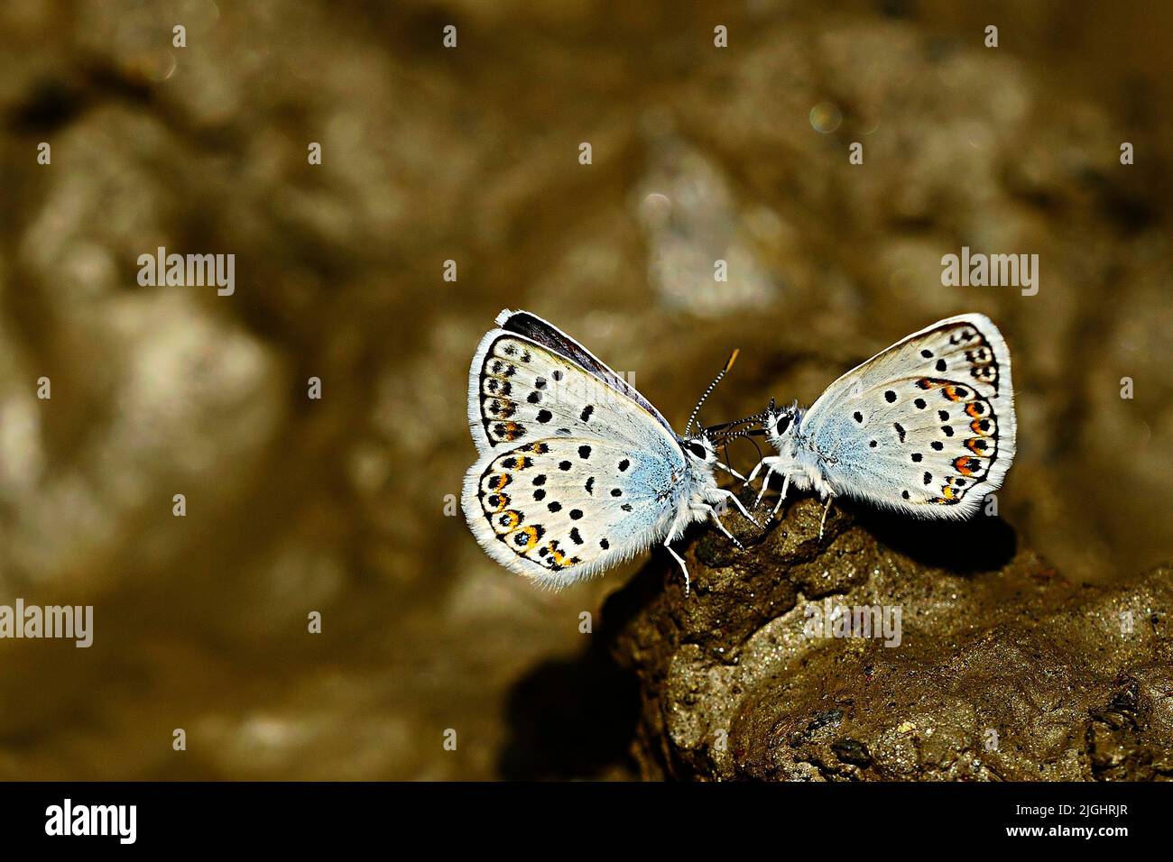 Plebejus argus or small snout butterfly, is a species of butterfly of ...