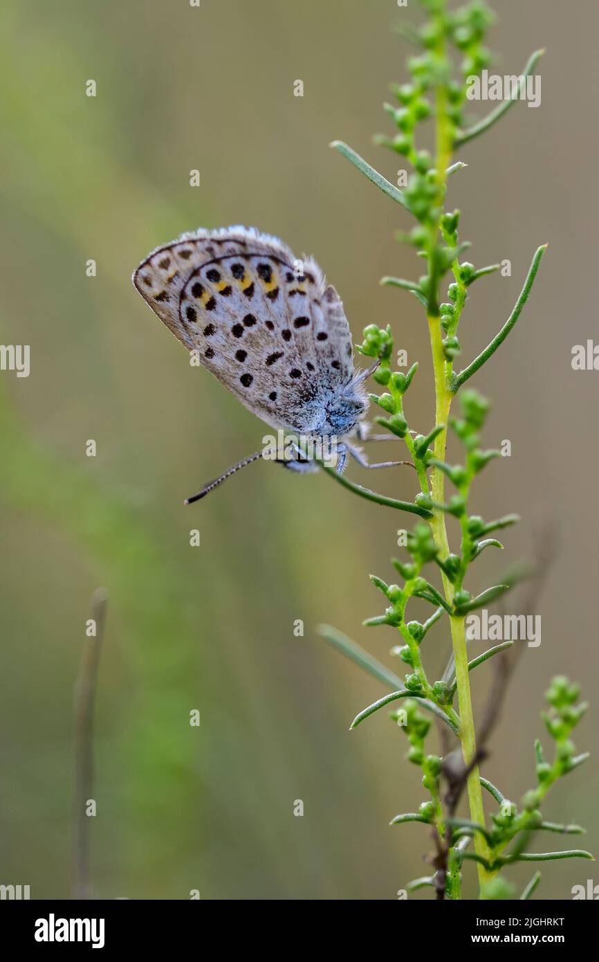 Plebejus argus or small snout butterfly, is a species of butterfly of ...